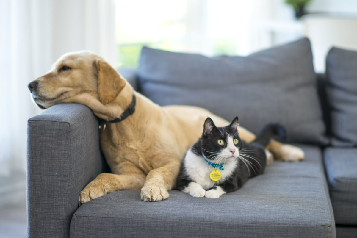 Keep a House Clean With Pets | Welcome to Better - M/I Homes