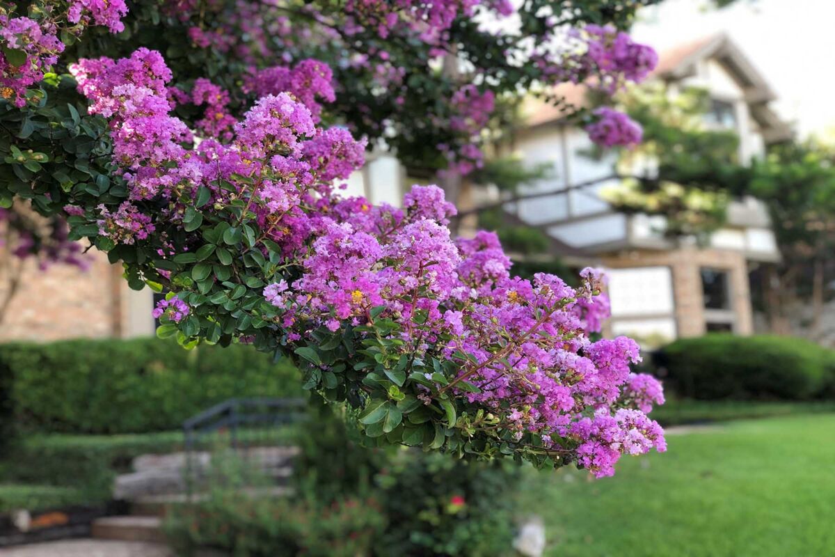 Gardening Tips for Texas Gardens | Welcome to Better - M/I Homes