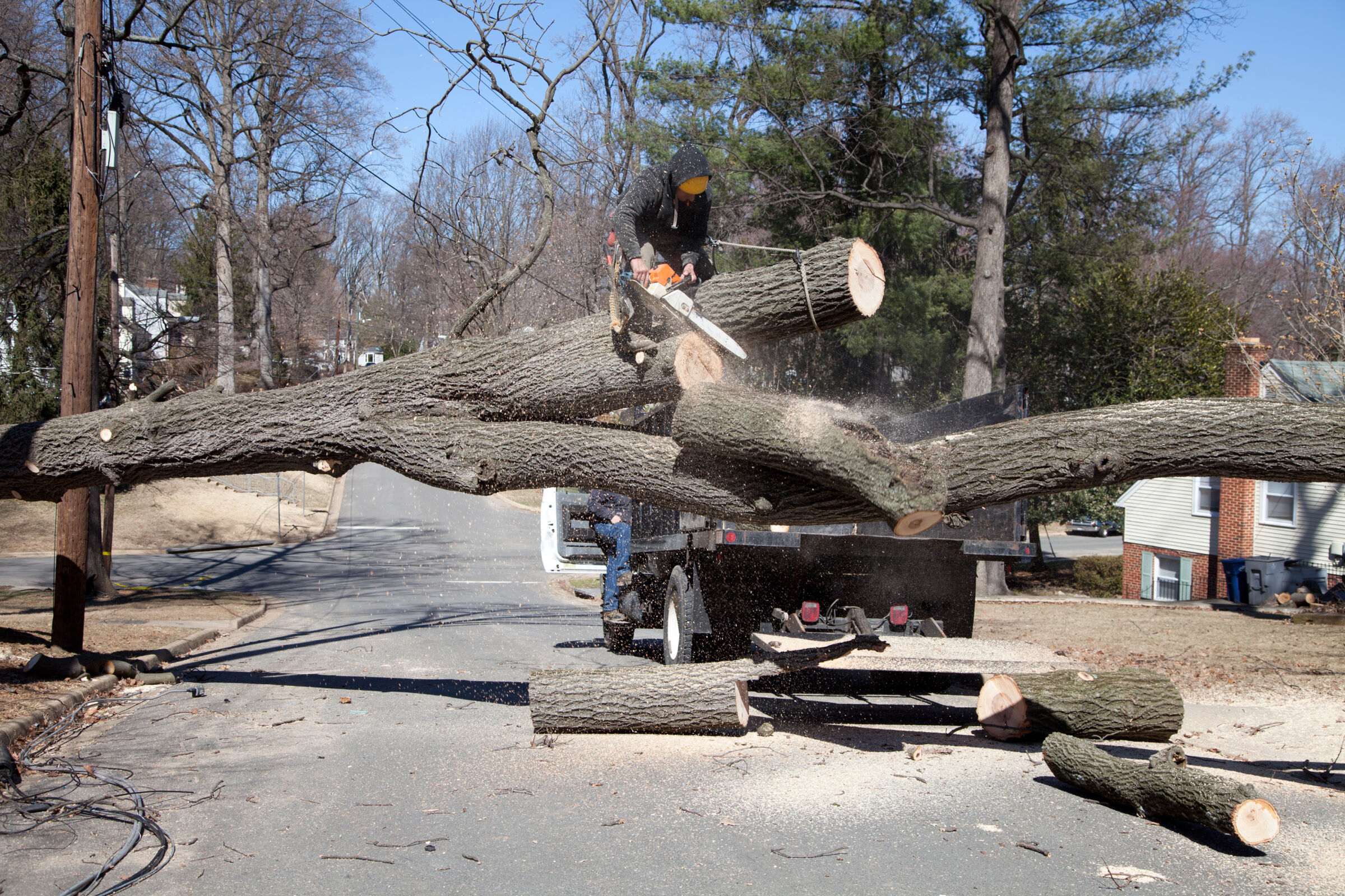 When To Get A Tree Removed Welcome To Better M I Homes